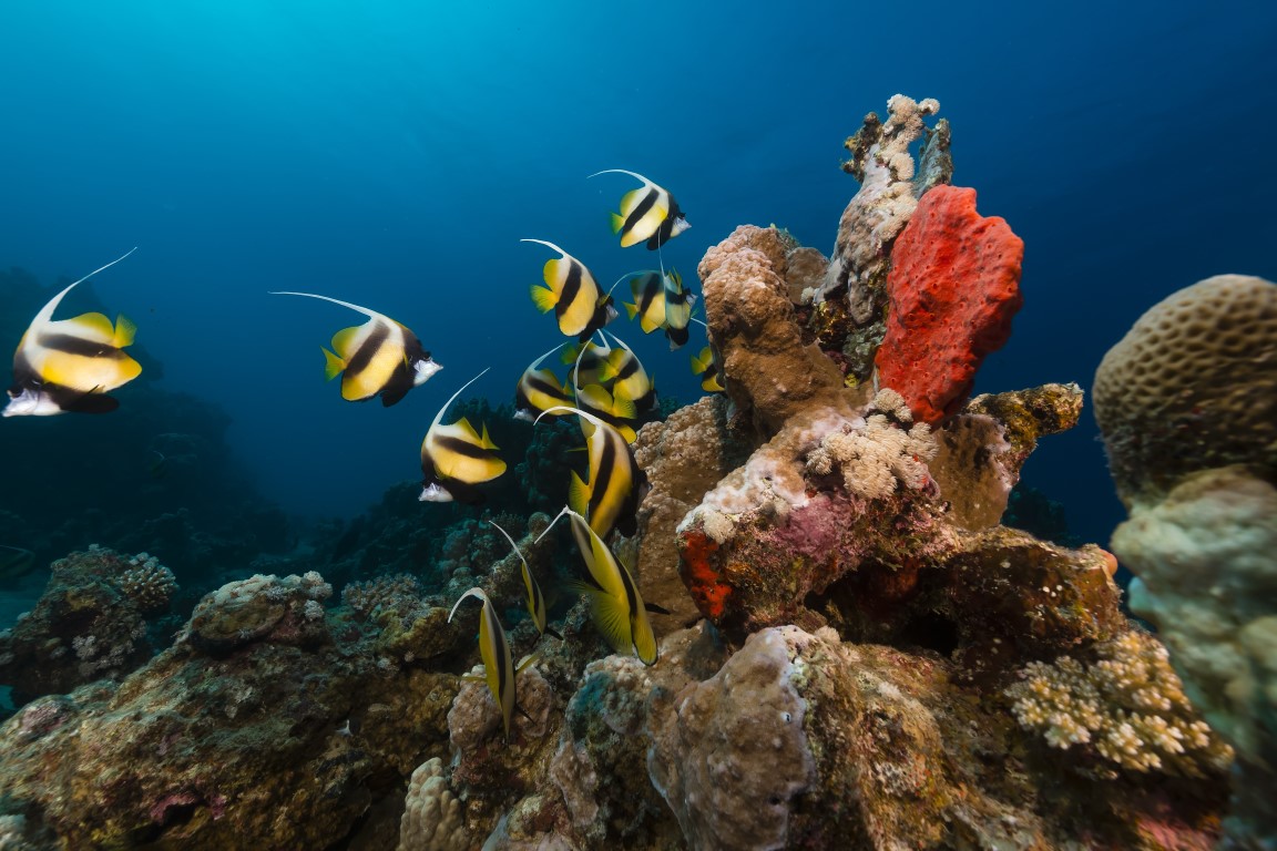 Sharm El Naga Riff – Paradise Travel Egypt